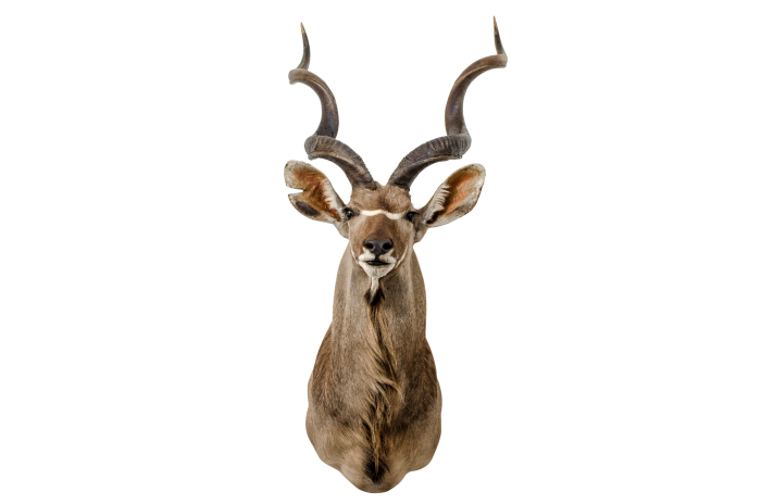 kudu mount